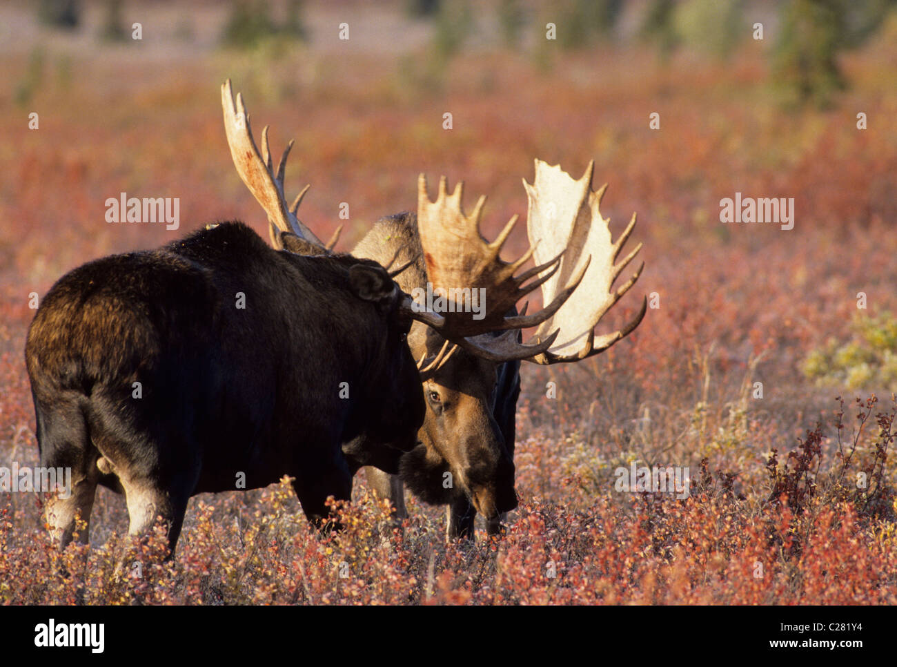Bull Moose, Denali National Park, Alaska, Autumn, fall, rut, rutting ...