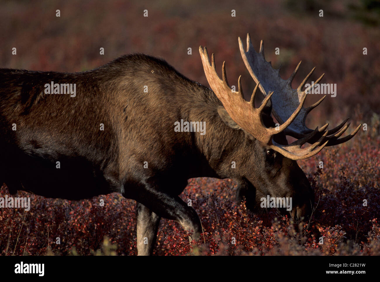 Moose sparring hi-res stock photography and images - Alamy