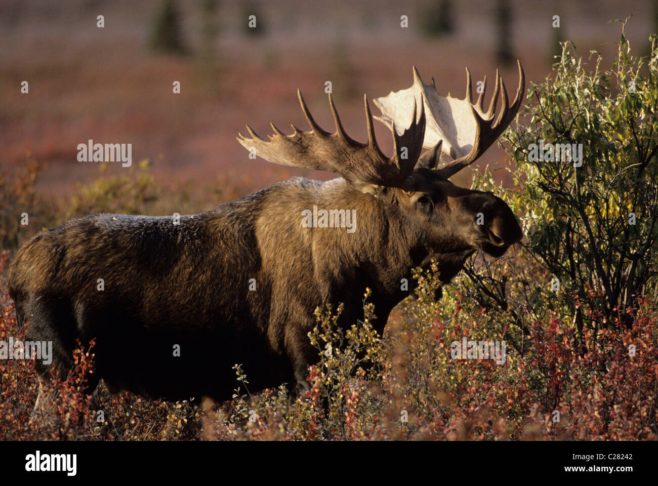 Bull Moose, Denali National Park, Alaska, Autumn, fall, rut, rutting ...