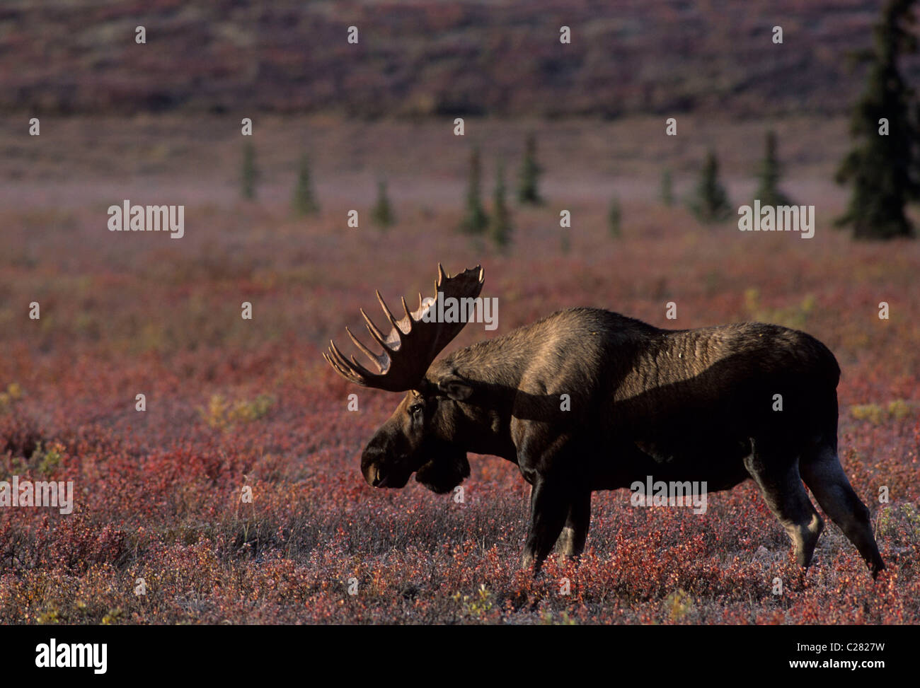 Bull Moose, Denali National Park, Alaska, Autumn, fall, rut, rutting ...