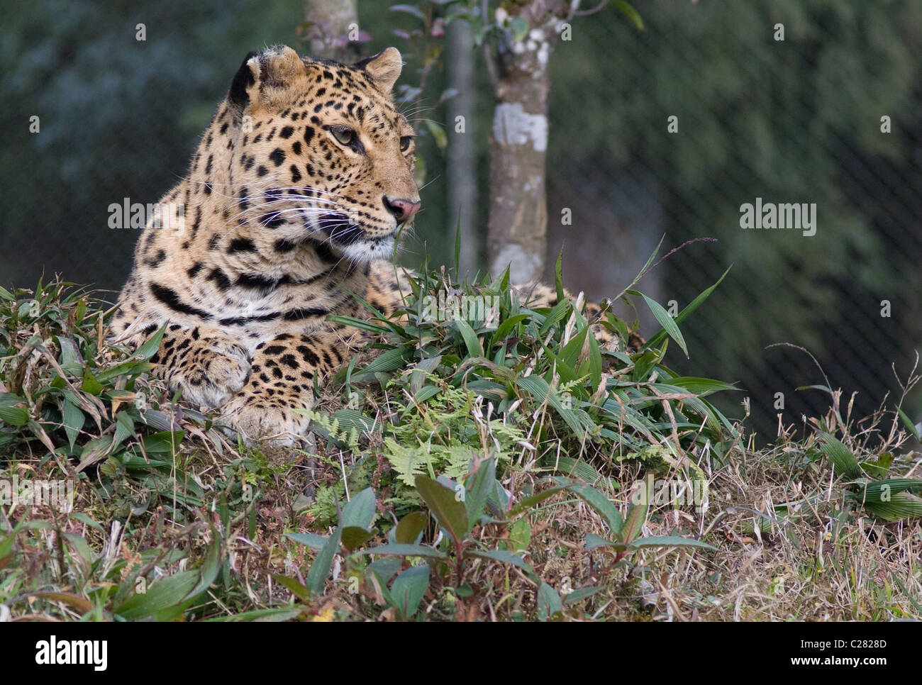 Leopard grass hi-res stock photography and images - Alamy