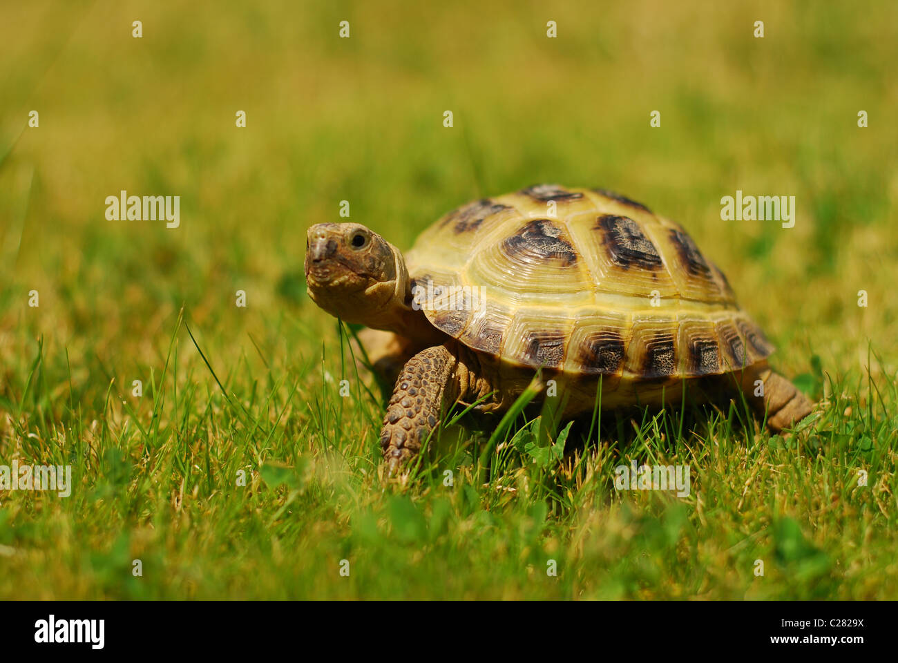 A male Horsefield tortoise (Testudo horsefieldi Stock Photo - Alamy