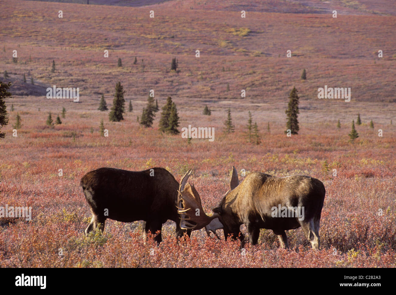 Moose Sparring High Resolution Stock Photography and Images - Alamy
