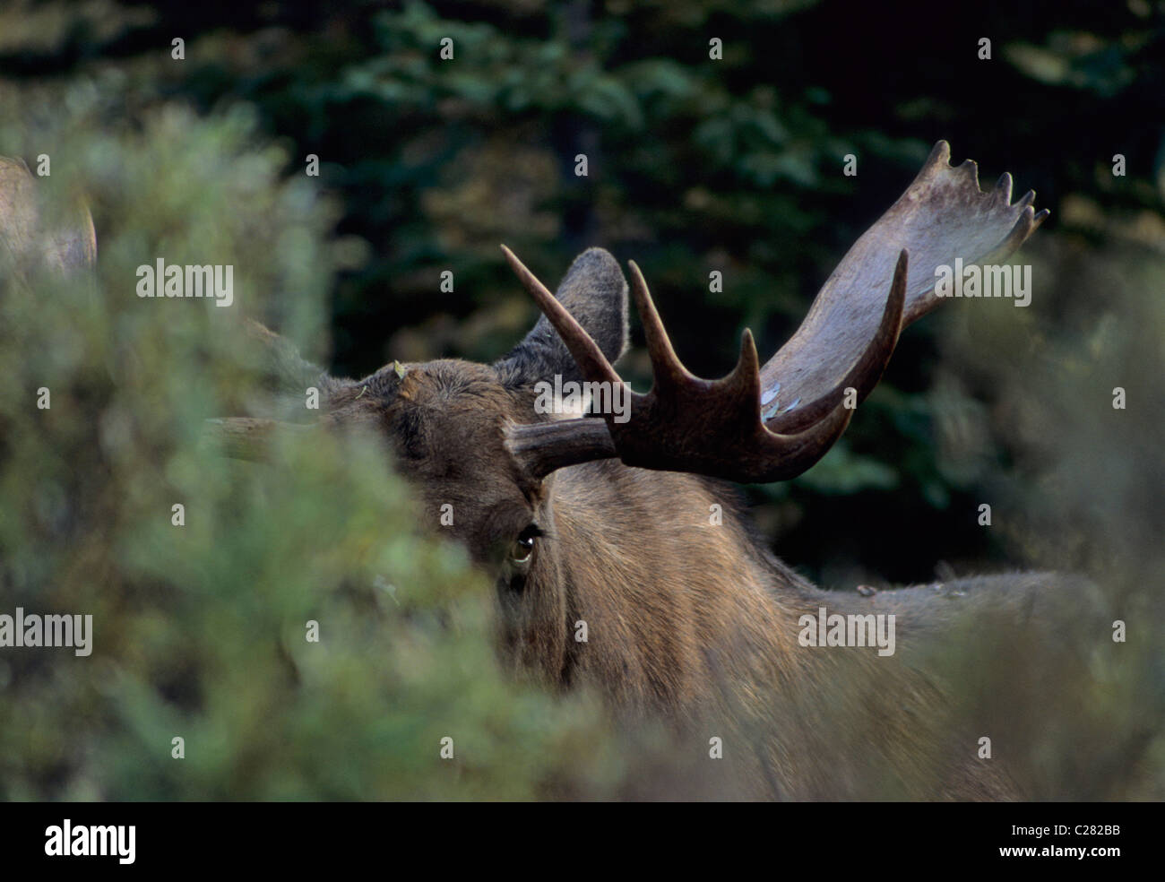 Bull Moose, Denali National Park, Alaska, Autumn, fall, rut, rutting ...