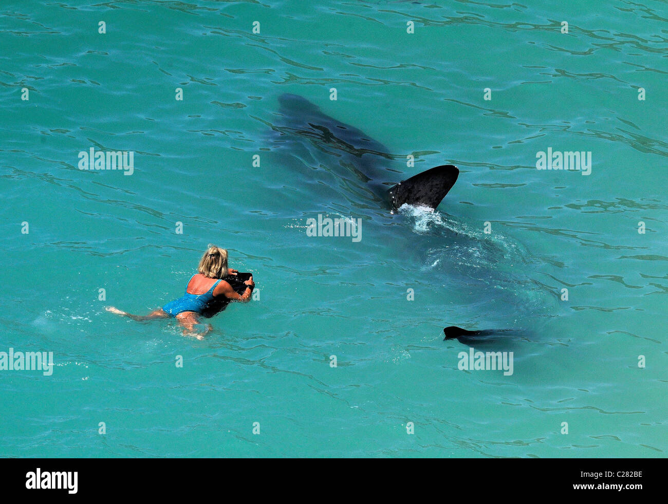 Basking Sharks Cornwall 2010 Stock Photo - Alamy
