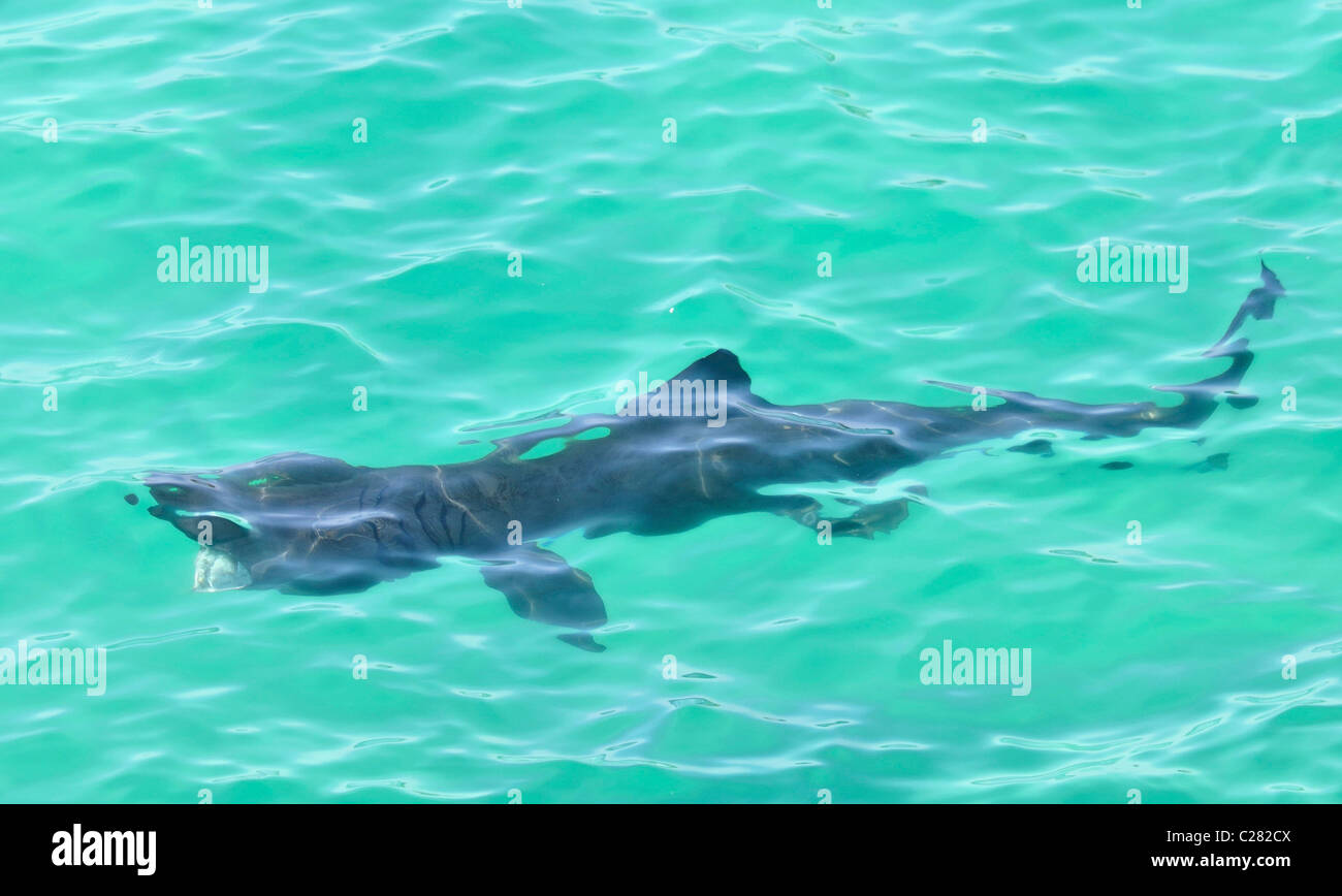 Baby Basking Shark
