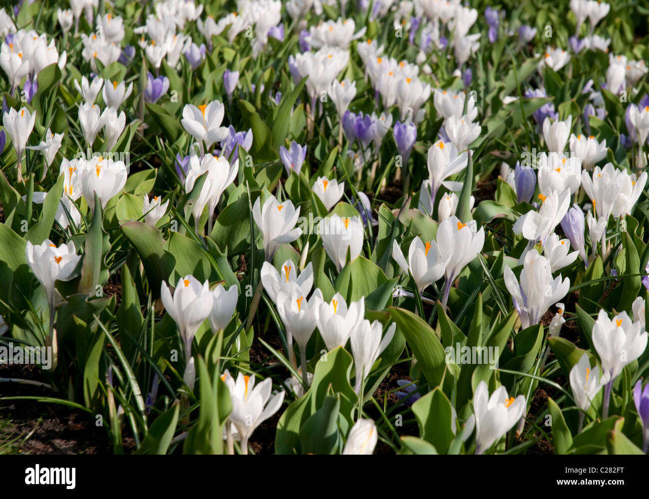 Crocus Bed, Keukenhof, Holland, Niederlande Stock Photo - Alamy