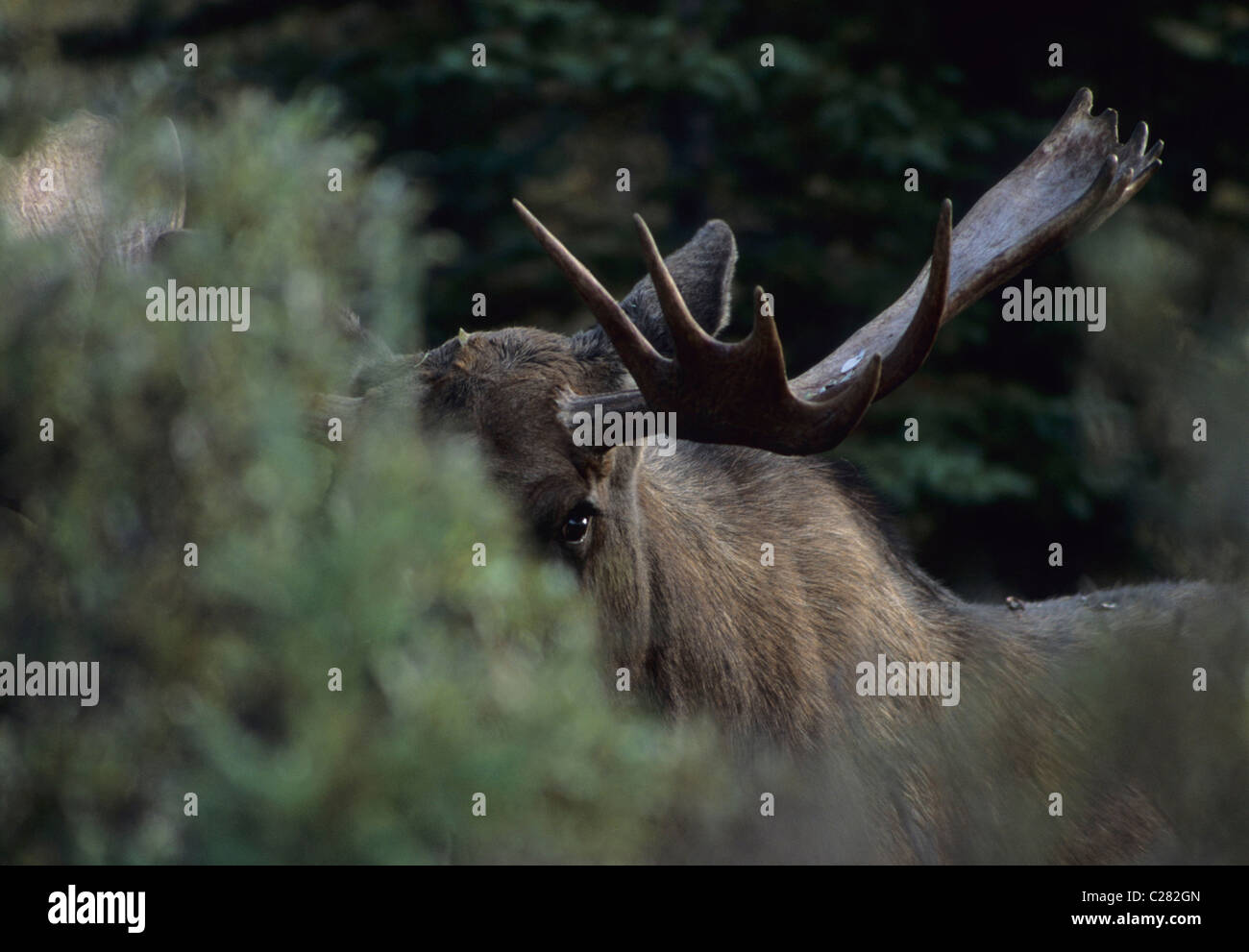 Bull Moose, Denali National Park, Alaska, Autumn, fall, rut, rutting ...