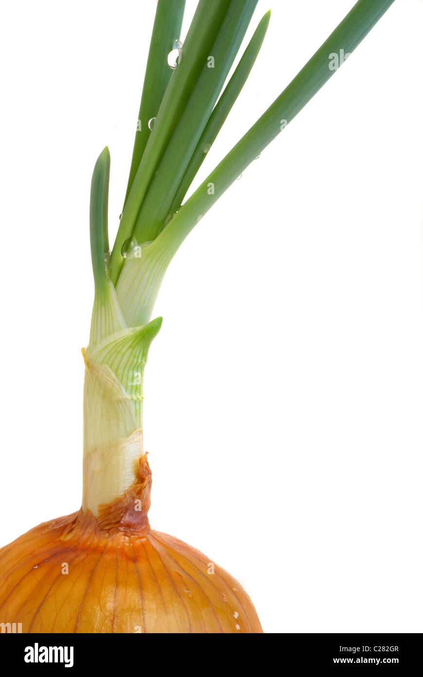 close-up of onions isolated on white Stock Photo - Alamy