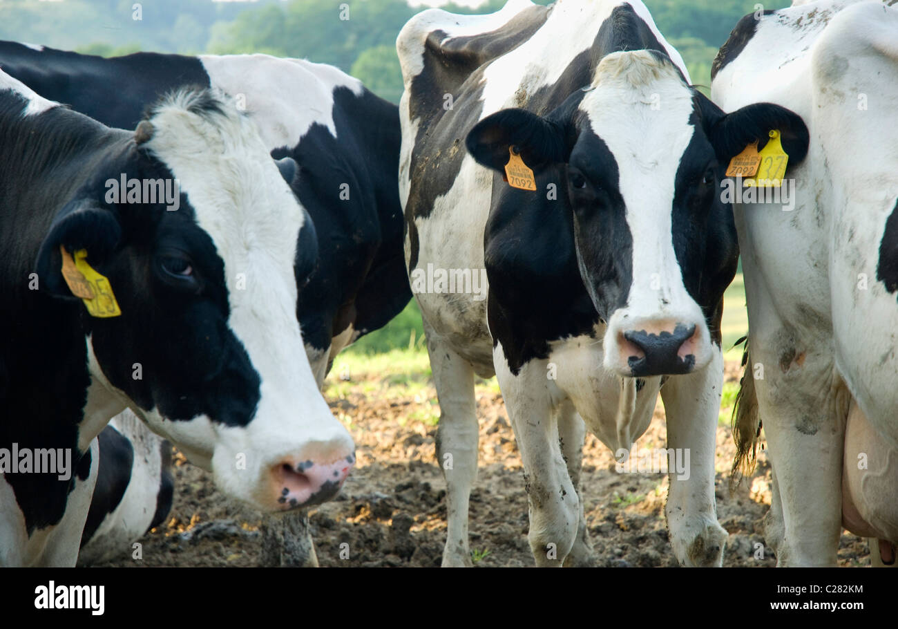 Grasslands with cows hi-res stock photography and images - Alamy