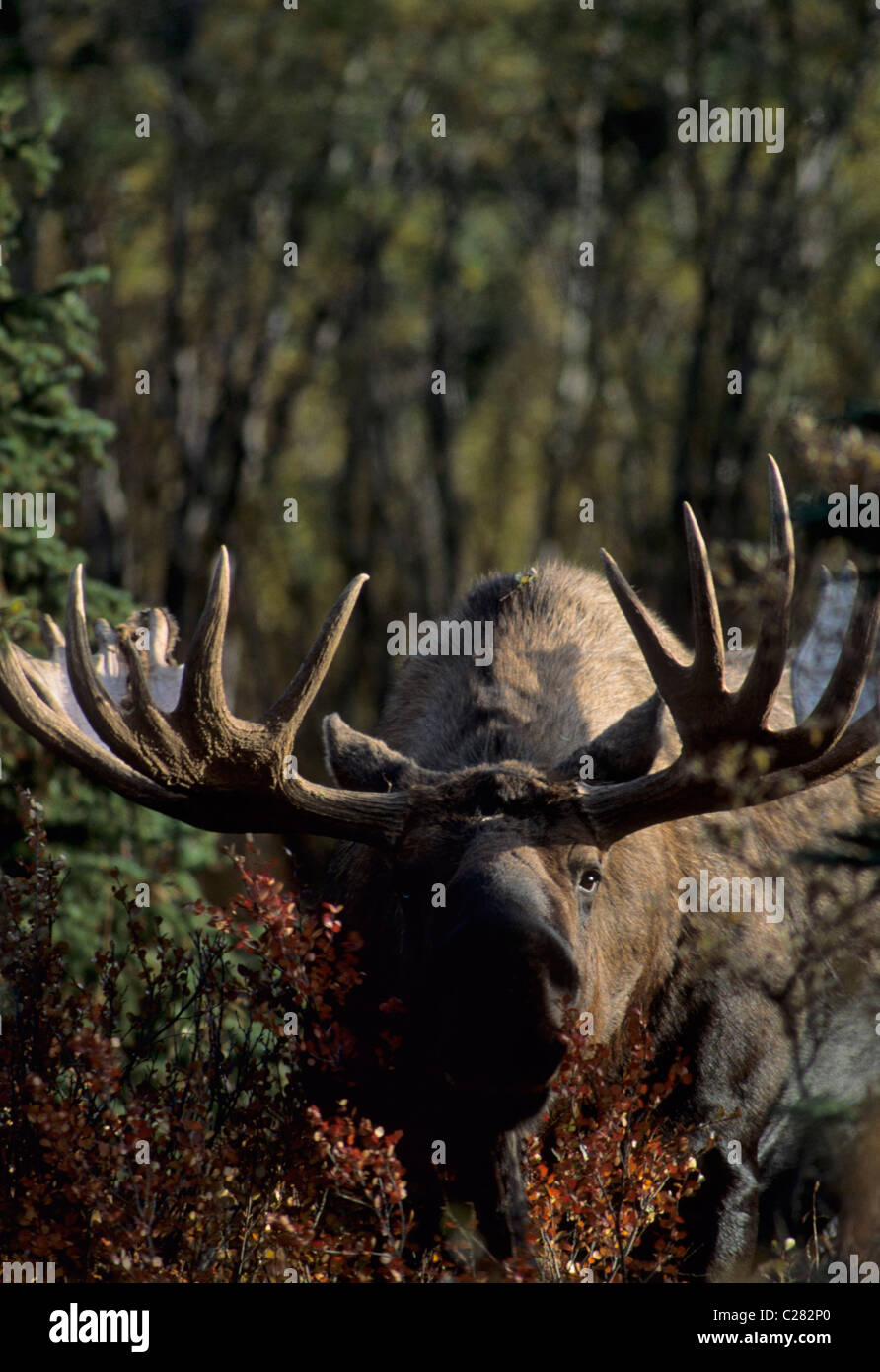 Bull Moose, Denali National Park, Alaska, Autumn, fall, rut, rutting ...