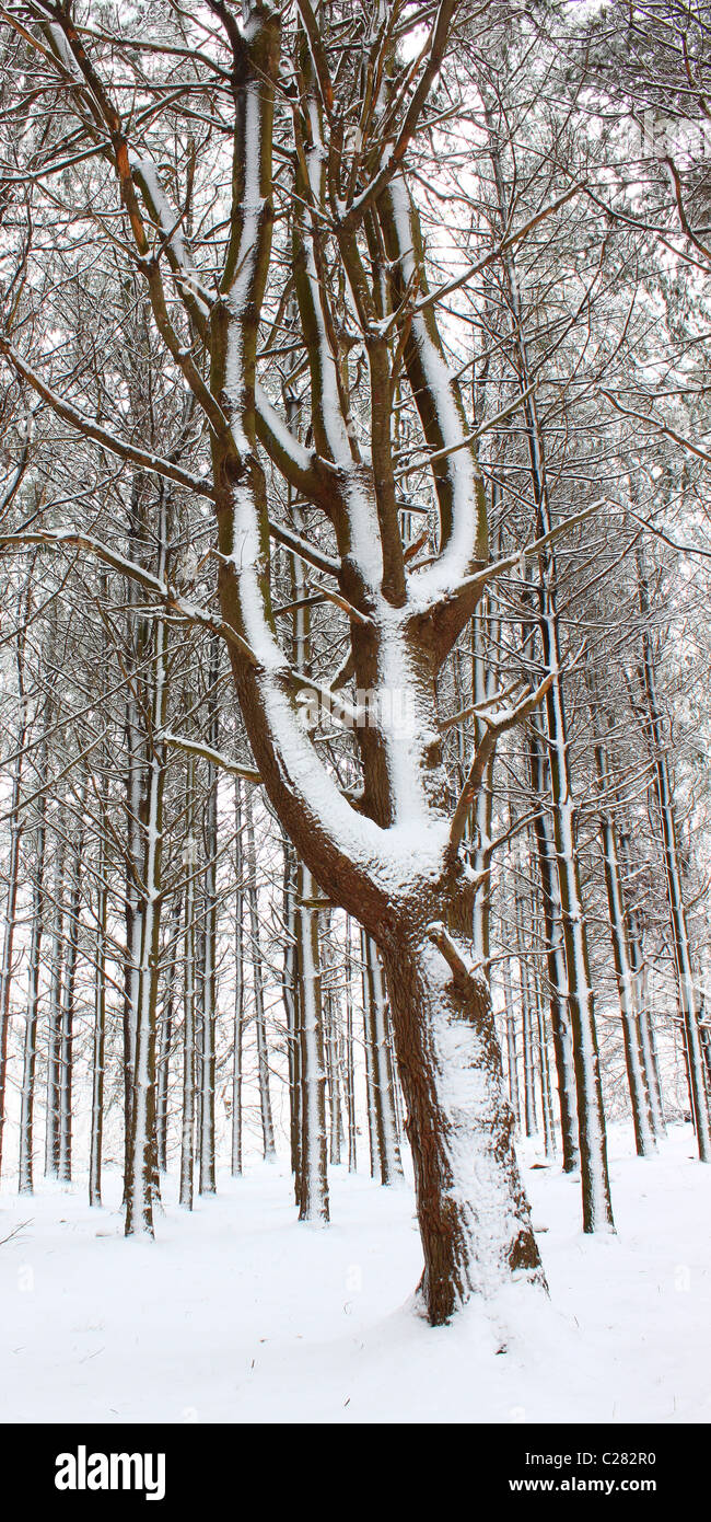Fresh snowfall in Illinois Stock Photo - Alamy