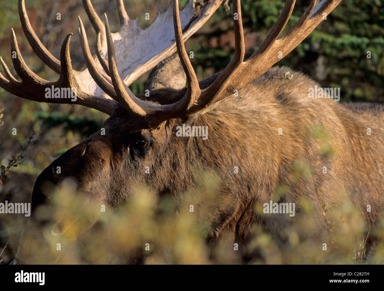 Bull Moose, Denali National Park, Alaska, Autumn, fall, rut, rutting ...
