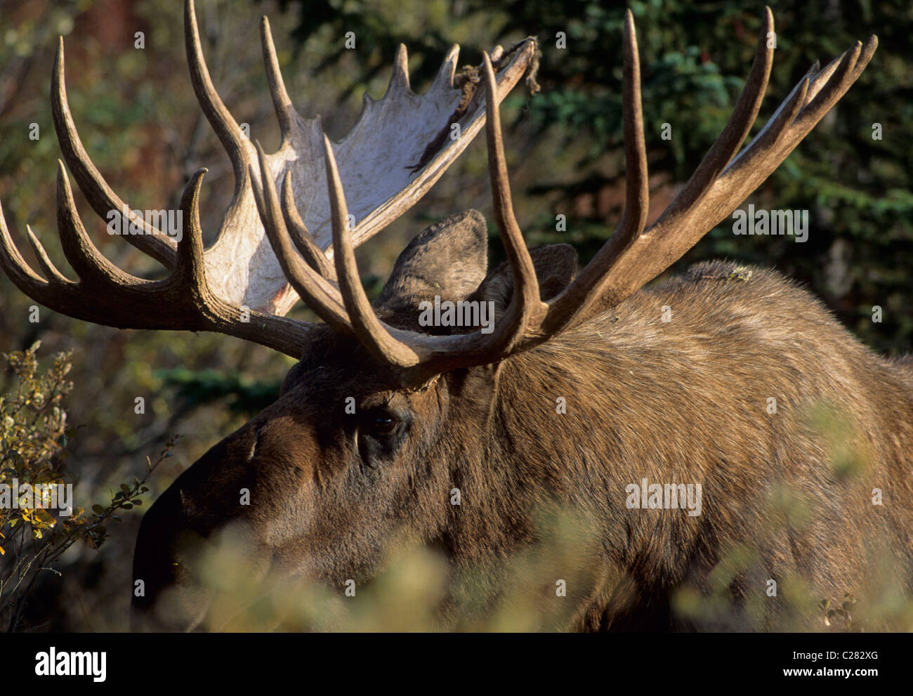 Bull Moose, Denali National Park, Alaska, Autumn, fall, rut, rutting ...