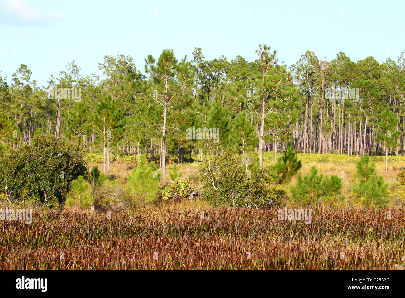 Wetland Vegetation - Florida Stock Photo - Alamy