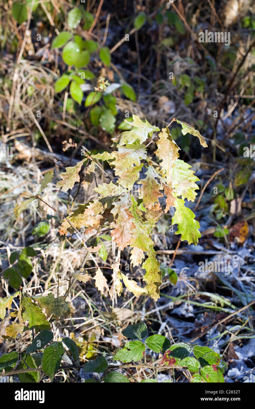 Oak tree sapling hi-res stock photography and images - Alamy