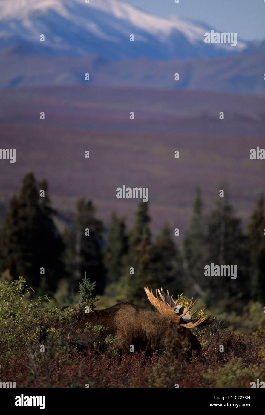 Moose sparring hi-res stock photography and images - Alamy