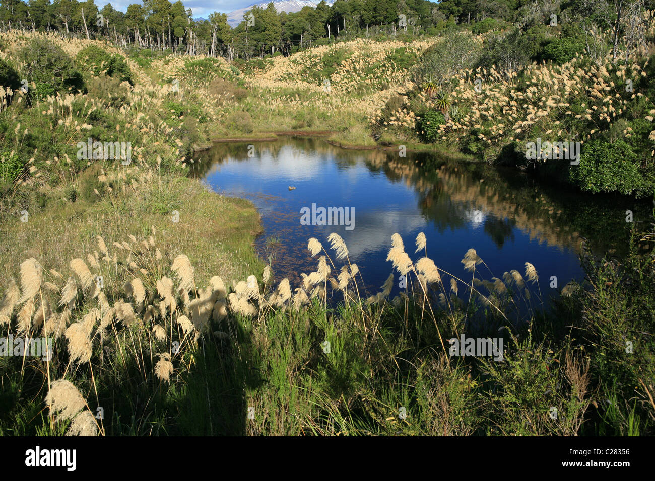 Pond in Tongariro National Park Stock Photo - Alamy