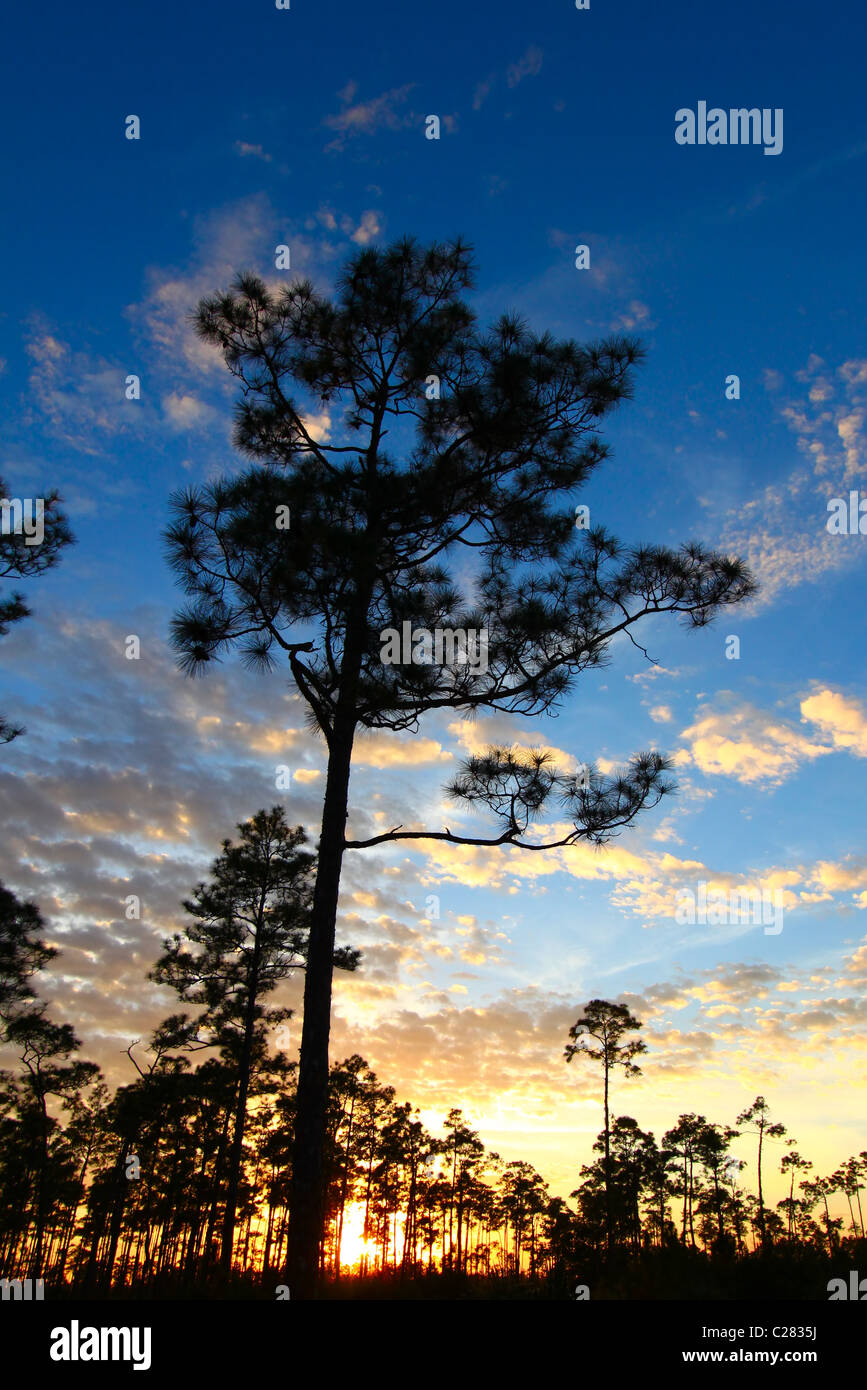 Everglades Forest Sunset Stock Photo - Alamy