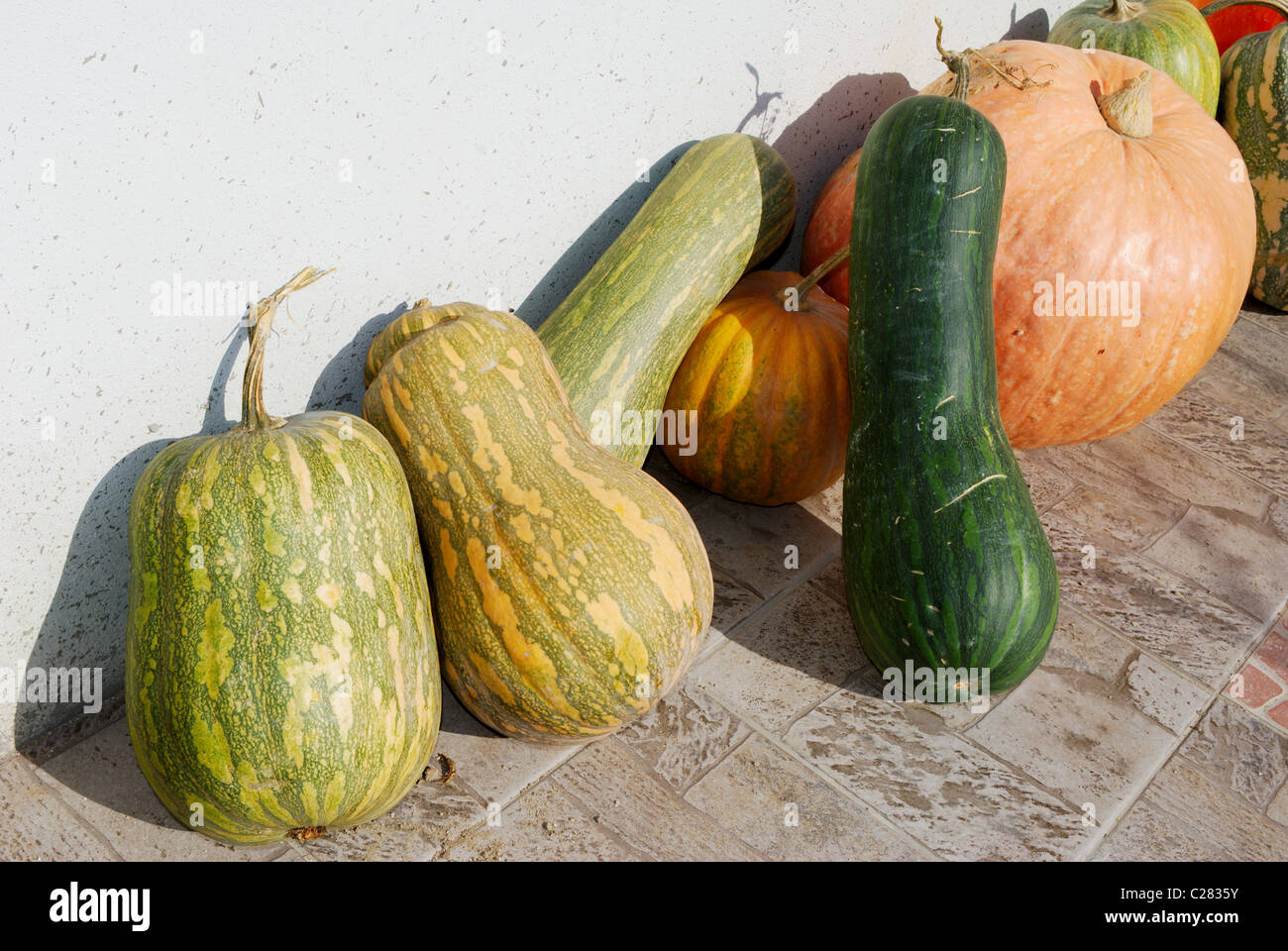 Different shape and color gourds in a row in the sunlight Stock Photo ...