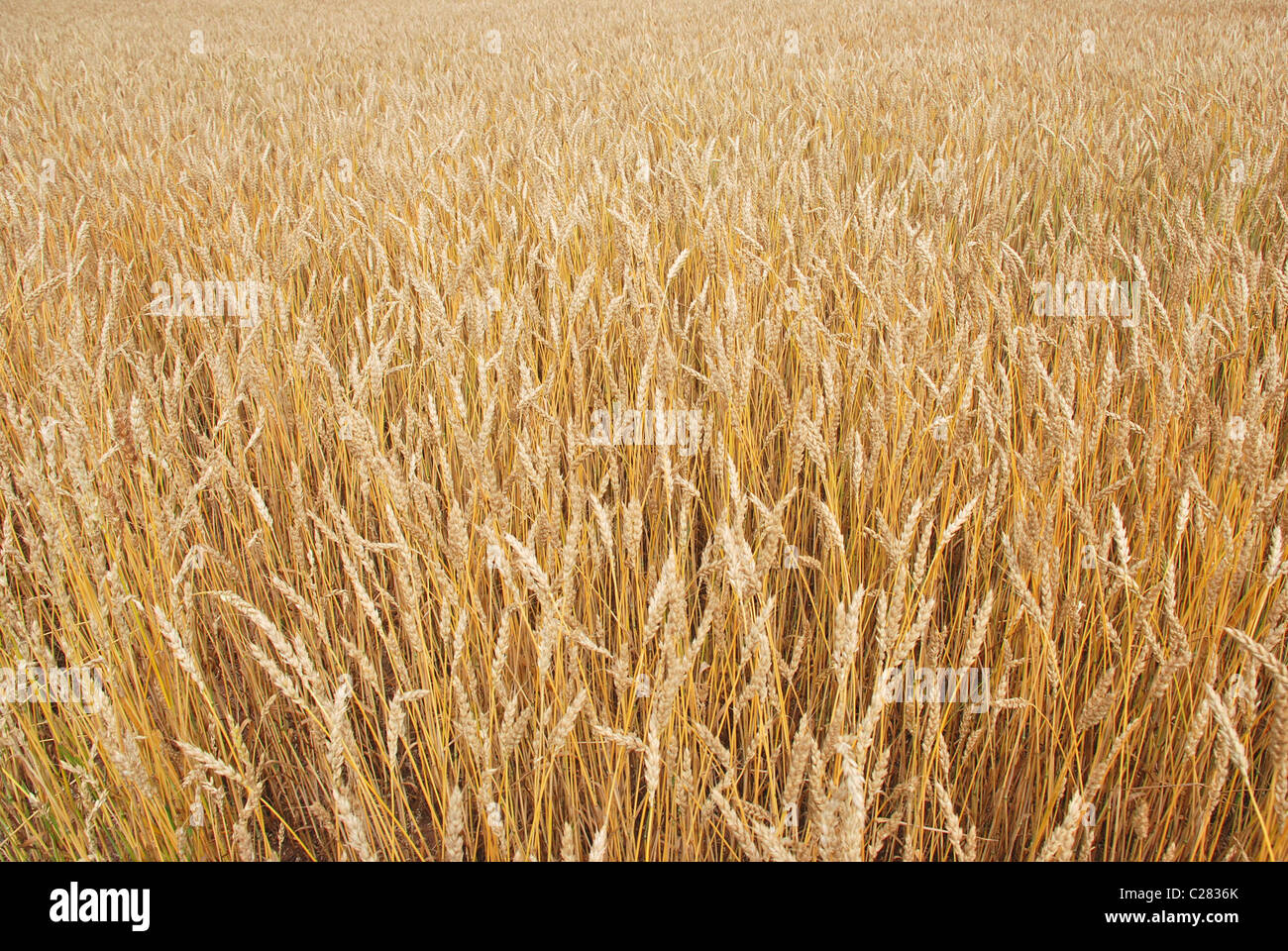 Wheat field background Stock Photo - Alamy