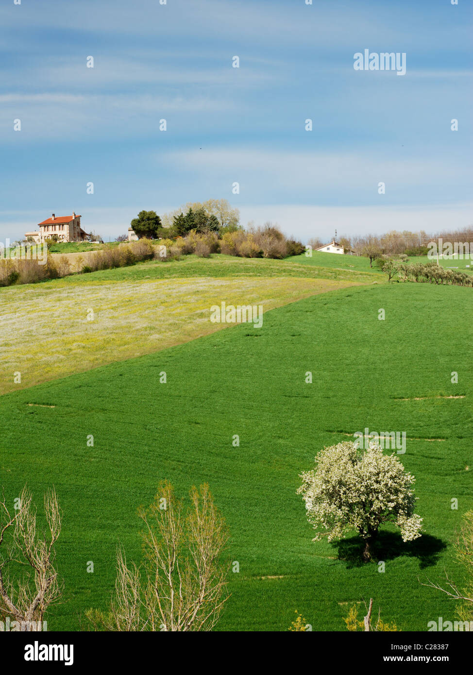 Springtime rural landscape with tree in blossom and flowers in the ...