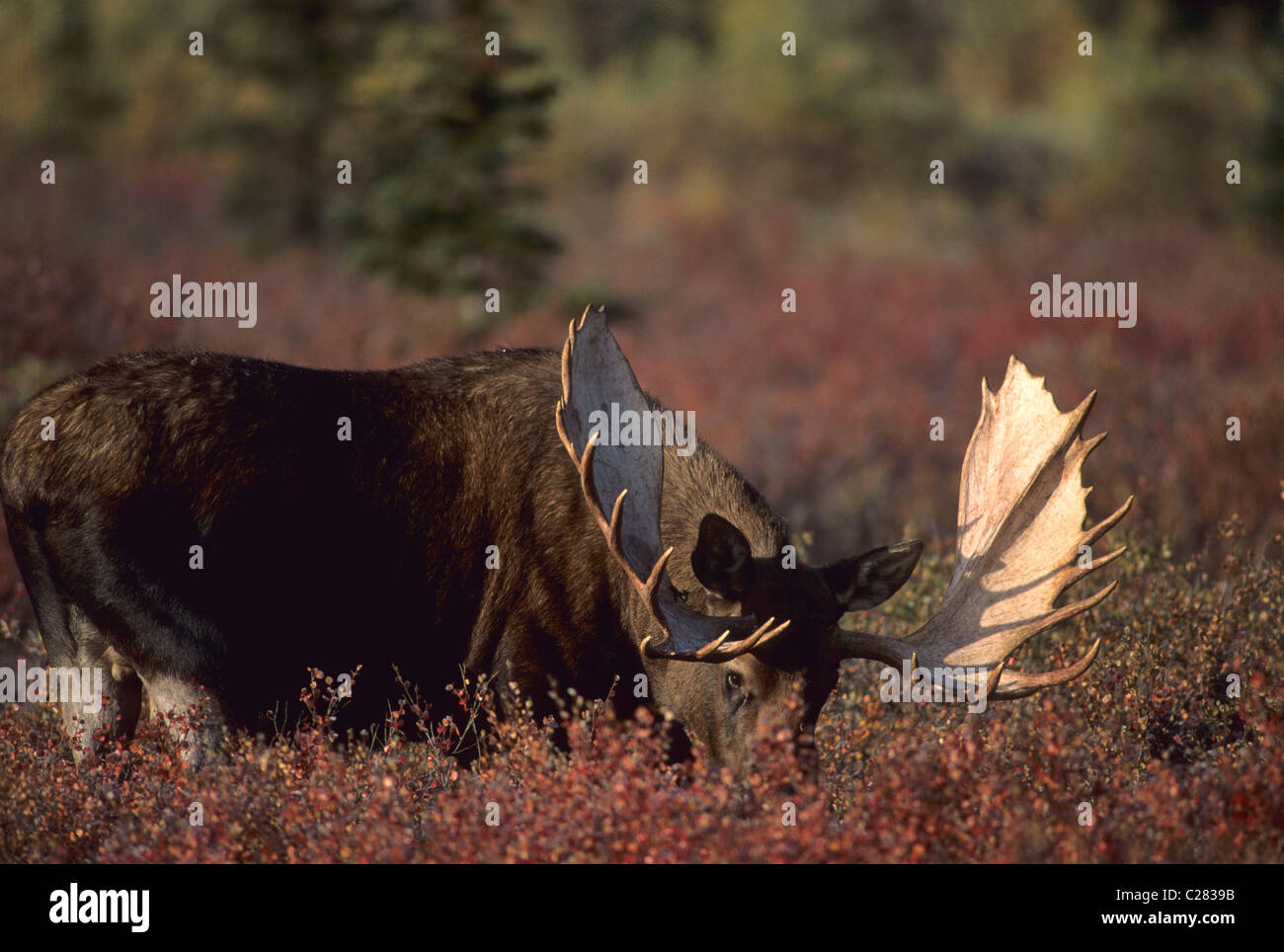 Bull Moose, Denali National Park, Alaska, Autumn, fall, rut, rutting ...