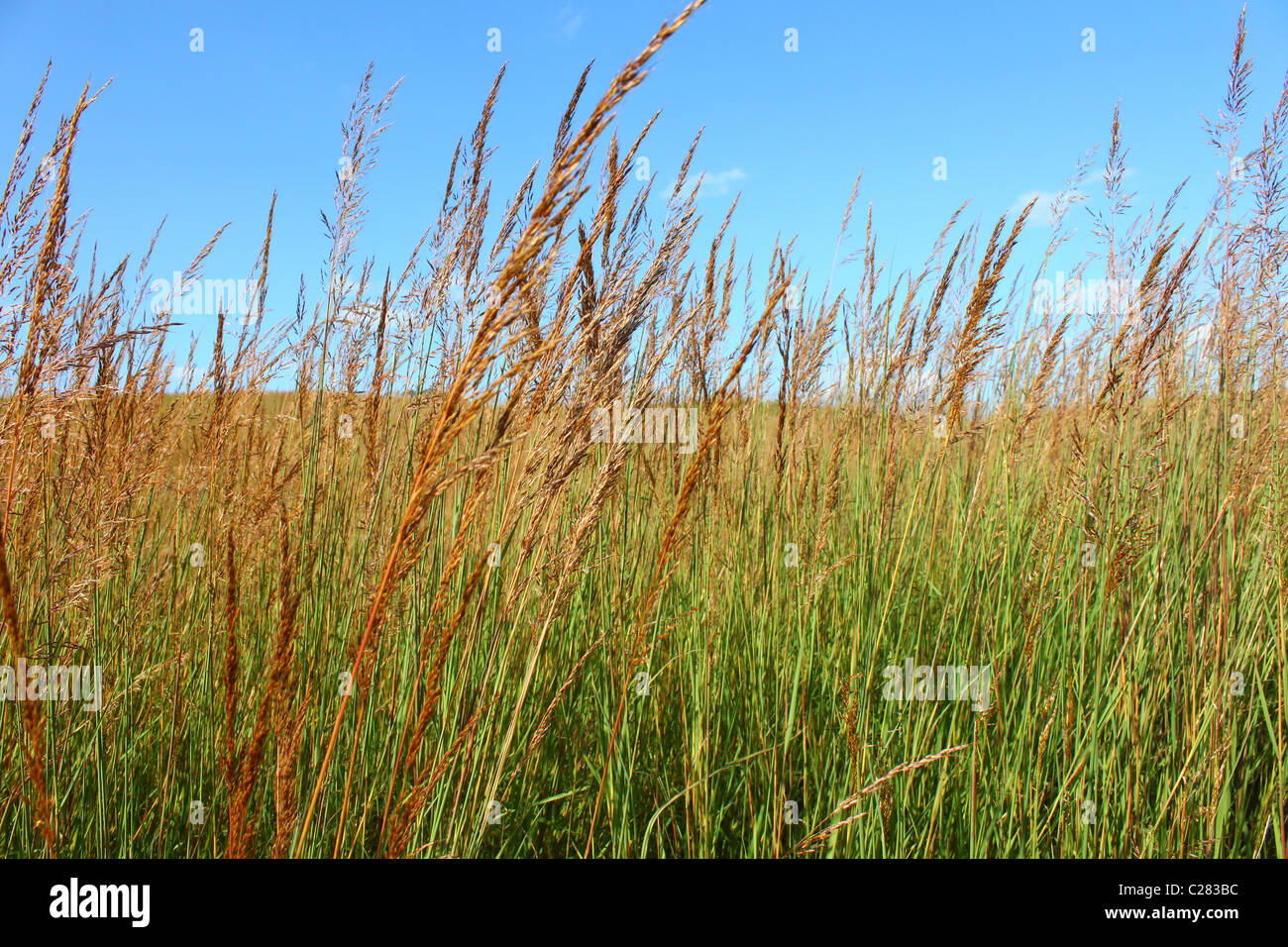 Nachusa grassland hi-res stock photography and images - Alamy