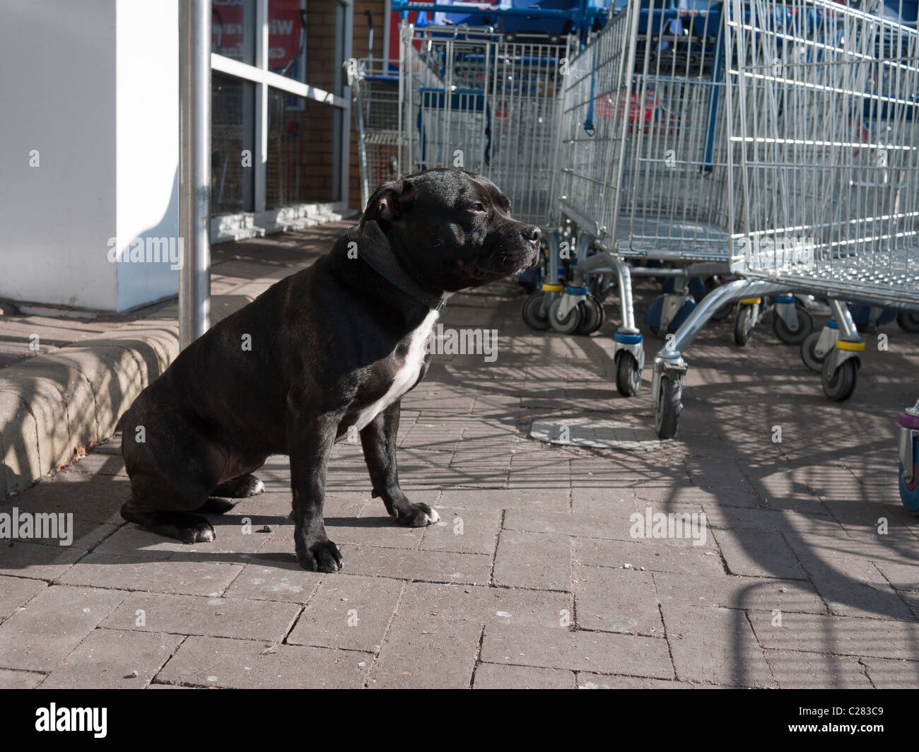 black dog waits for its owner who is shopping in Tesco store at New ...