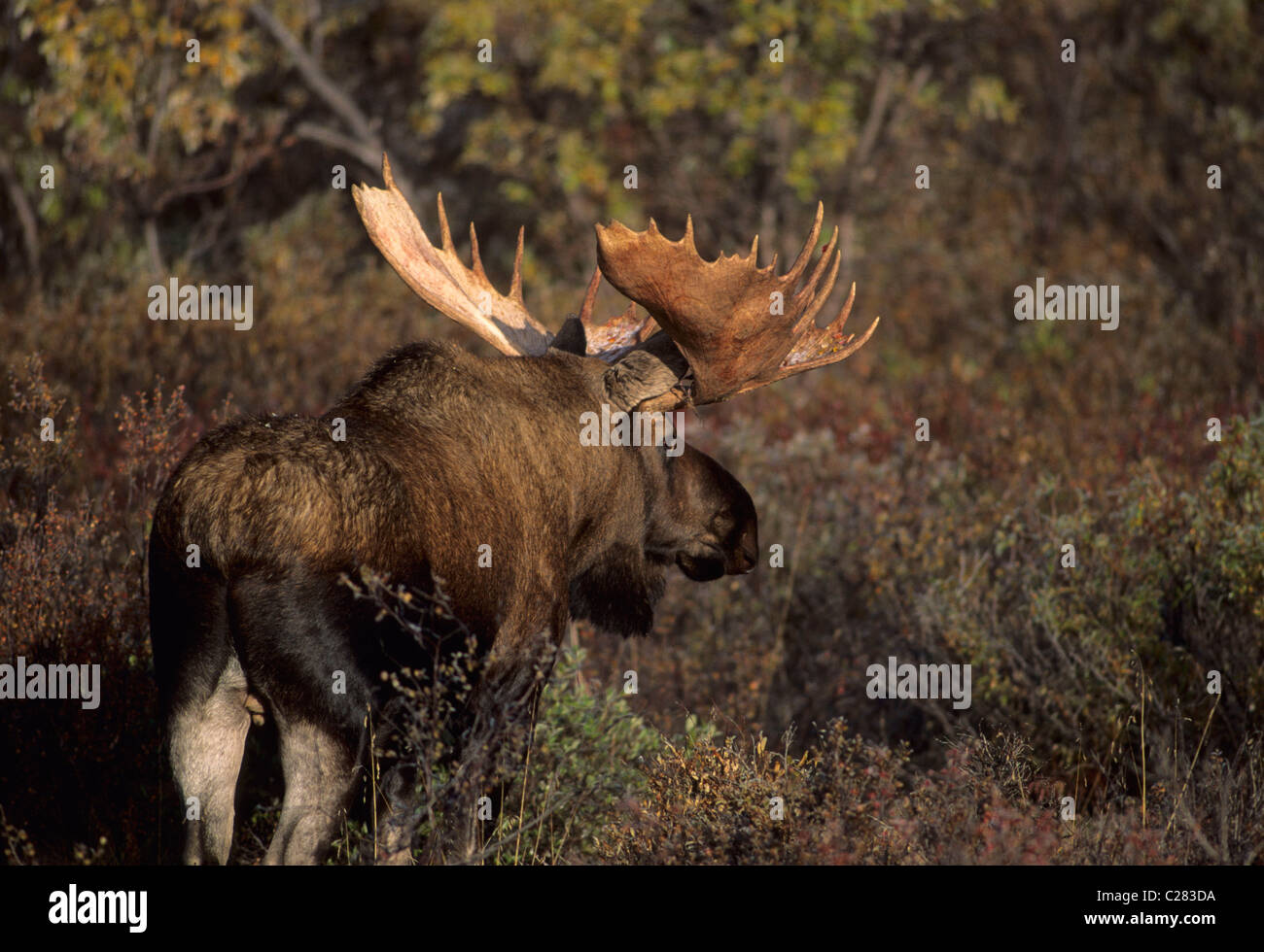 Bull Moose, Denali National Park, Alaska, fall rut, rutting, sparring ...