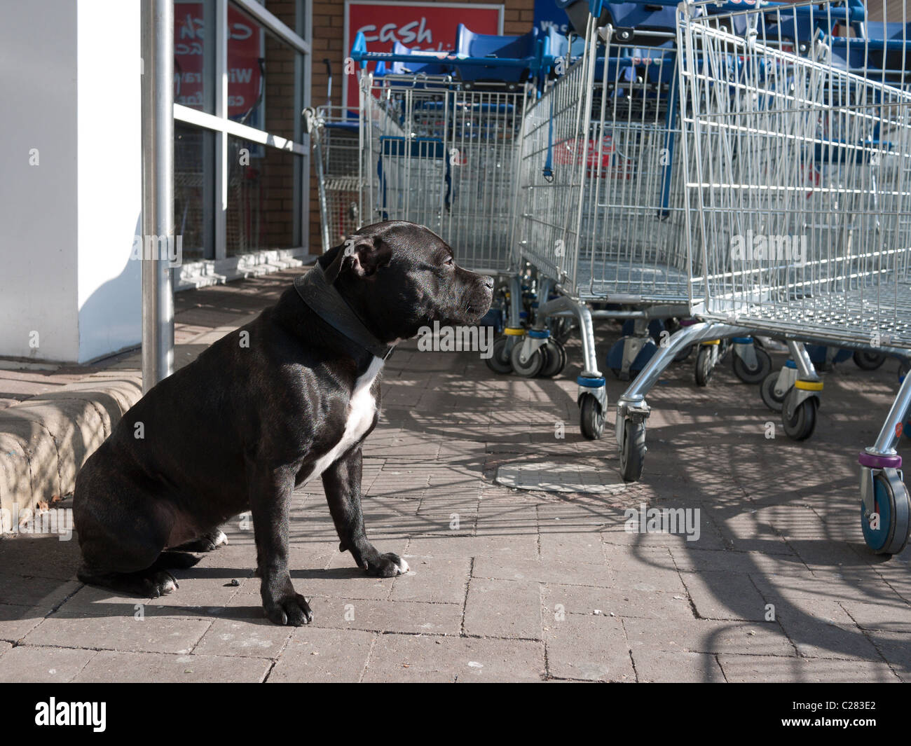 black dog waits for its owner who is shopping in Tesco store at New ...