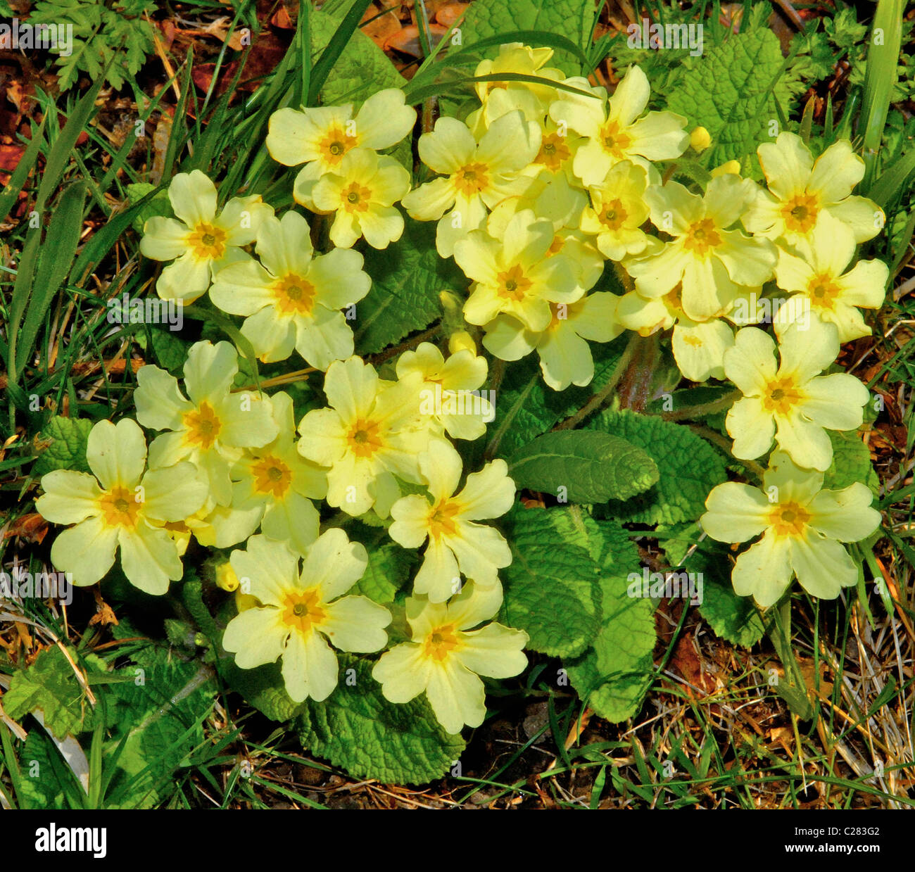Wild primrose primula vulgaris hi-res stock photography and images - Alamy