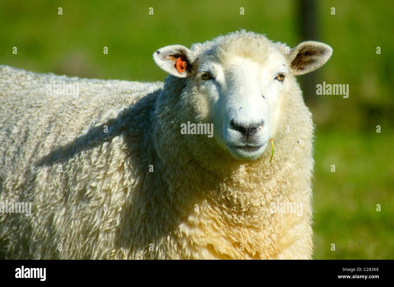 Colour marked sheep hi-res stock photography and images - Alamy