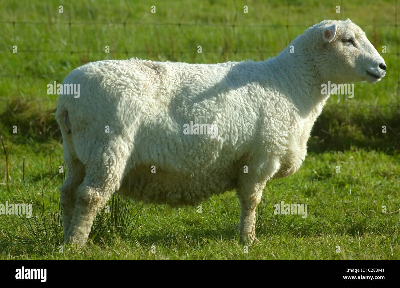 Colour marked sheep hi-res stock photography and images - Alamy