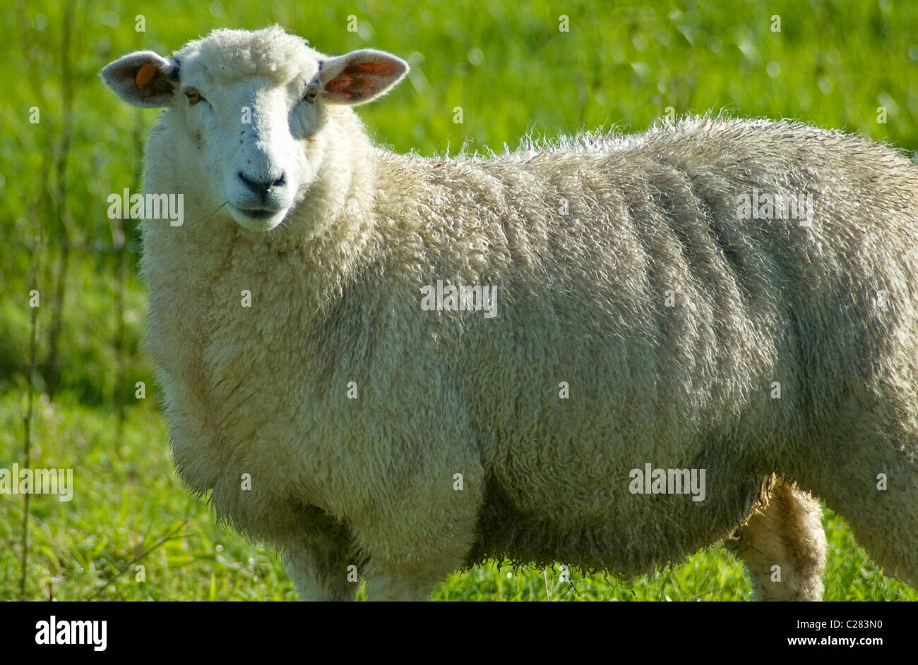 Colour marked sheep hi-res stock photography and images - Alamy