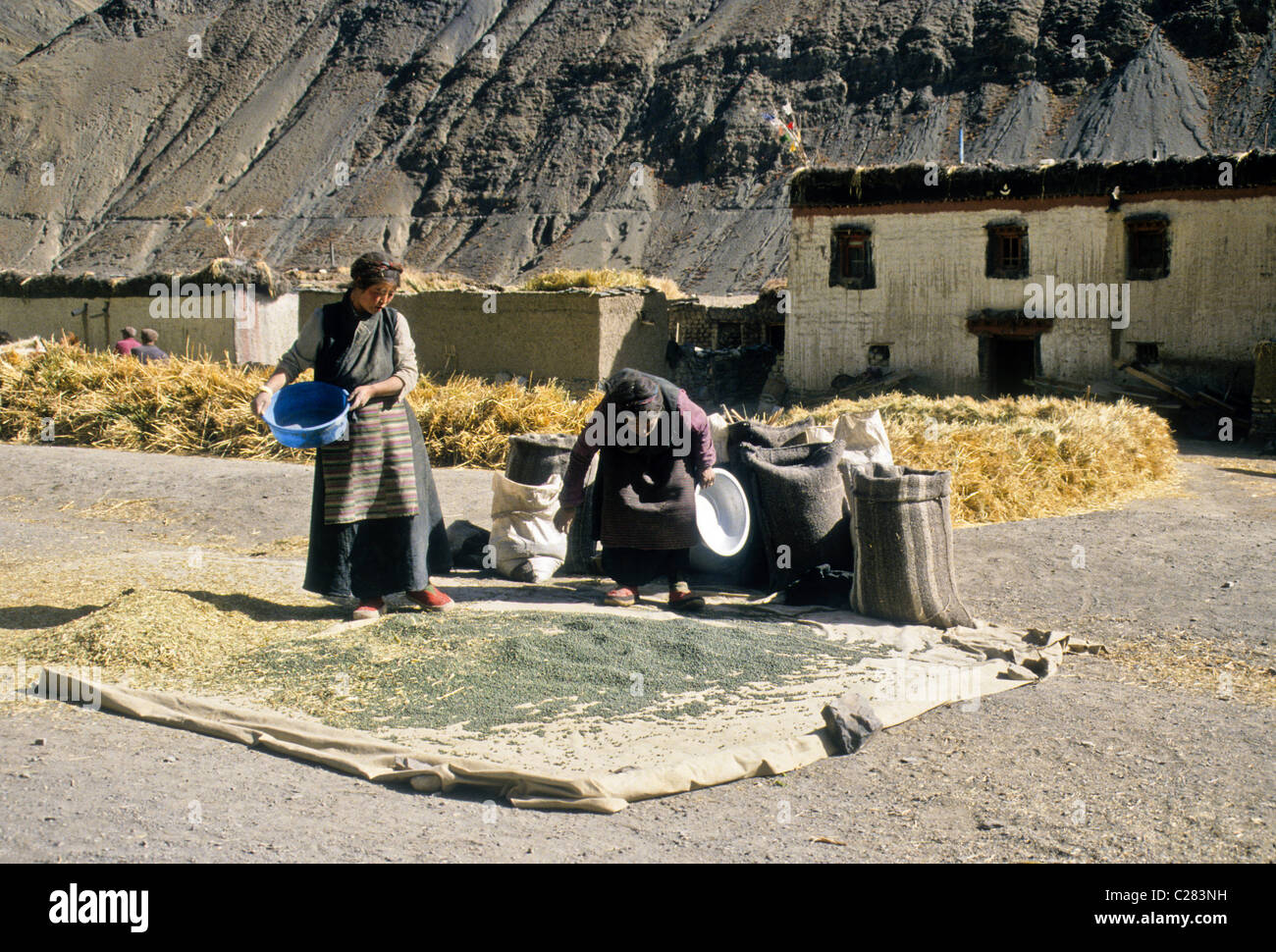 Women cleaning harvested barley, rural Tibet, China Stock Photo - Alamy