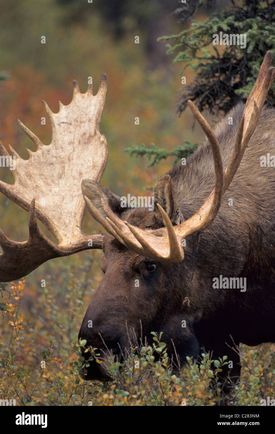 Bull moose alaska wildlife conservation hi-res stock photography and ...