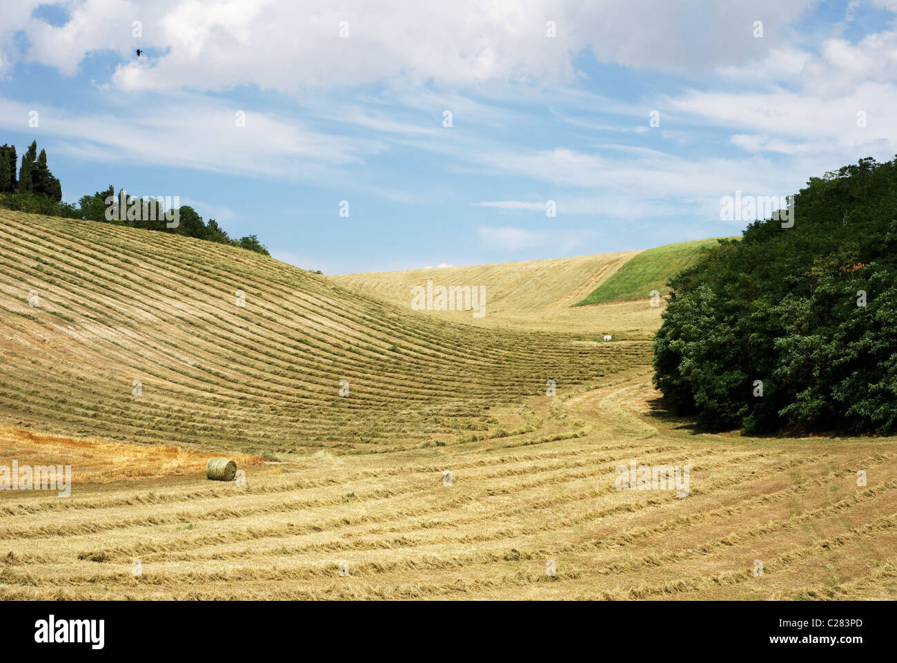 Texture of hay and straw in lines Stock Photo - Alamy