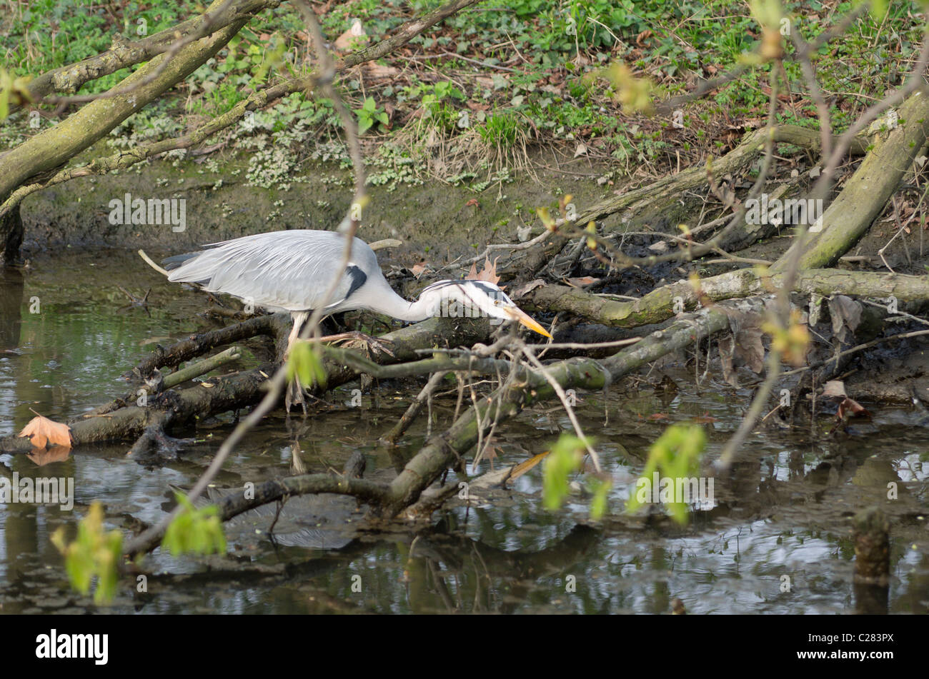Heron hunting for fish beside the Thames at Richmond, Surrey Stock ...