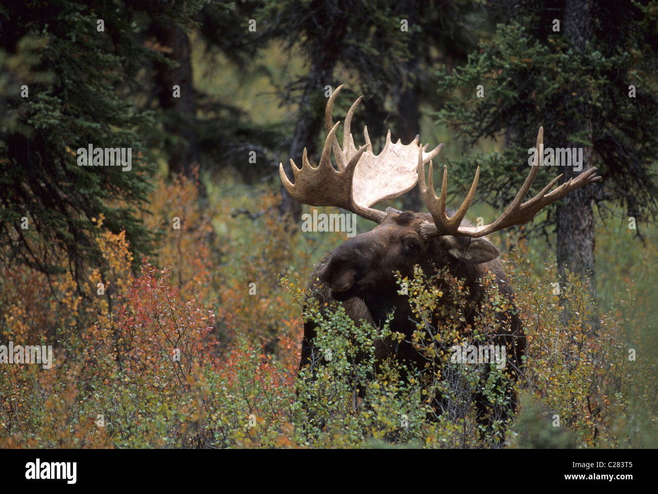 Bull moose alaska wildlife conservation hi-res stock photography and ...