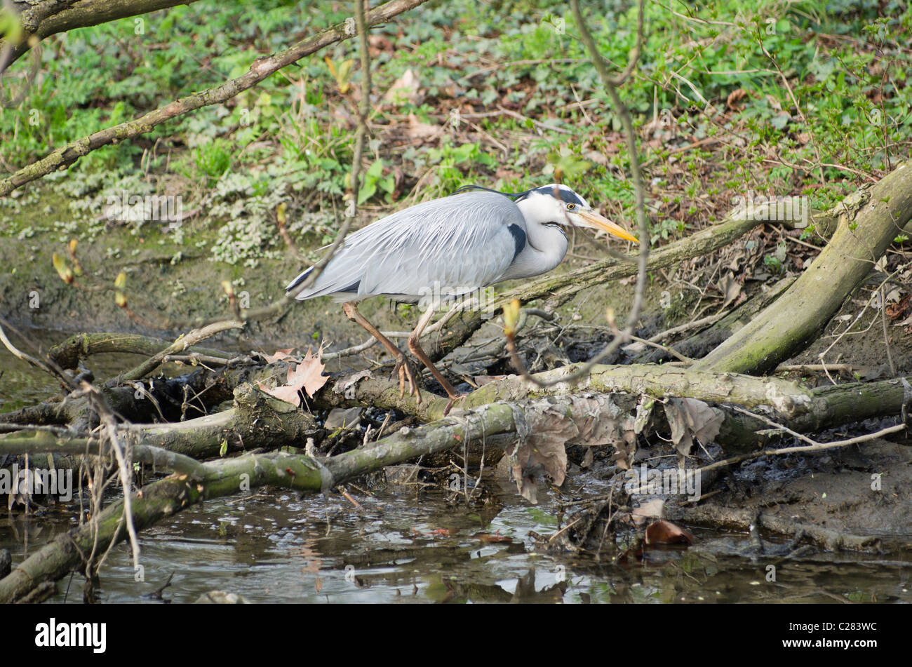 Hunt hunting for fish hi-res stock photography and images - Alamy