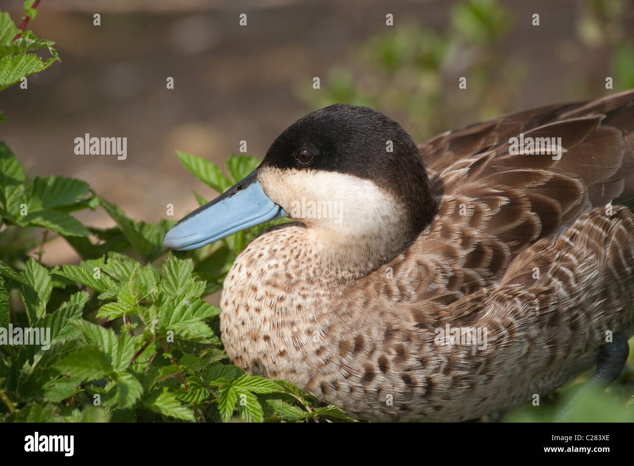 Puna Teal (Anas versicolor puna). Native to Puna (highland plateau) of ...