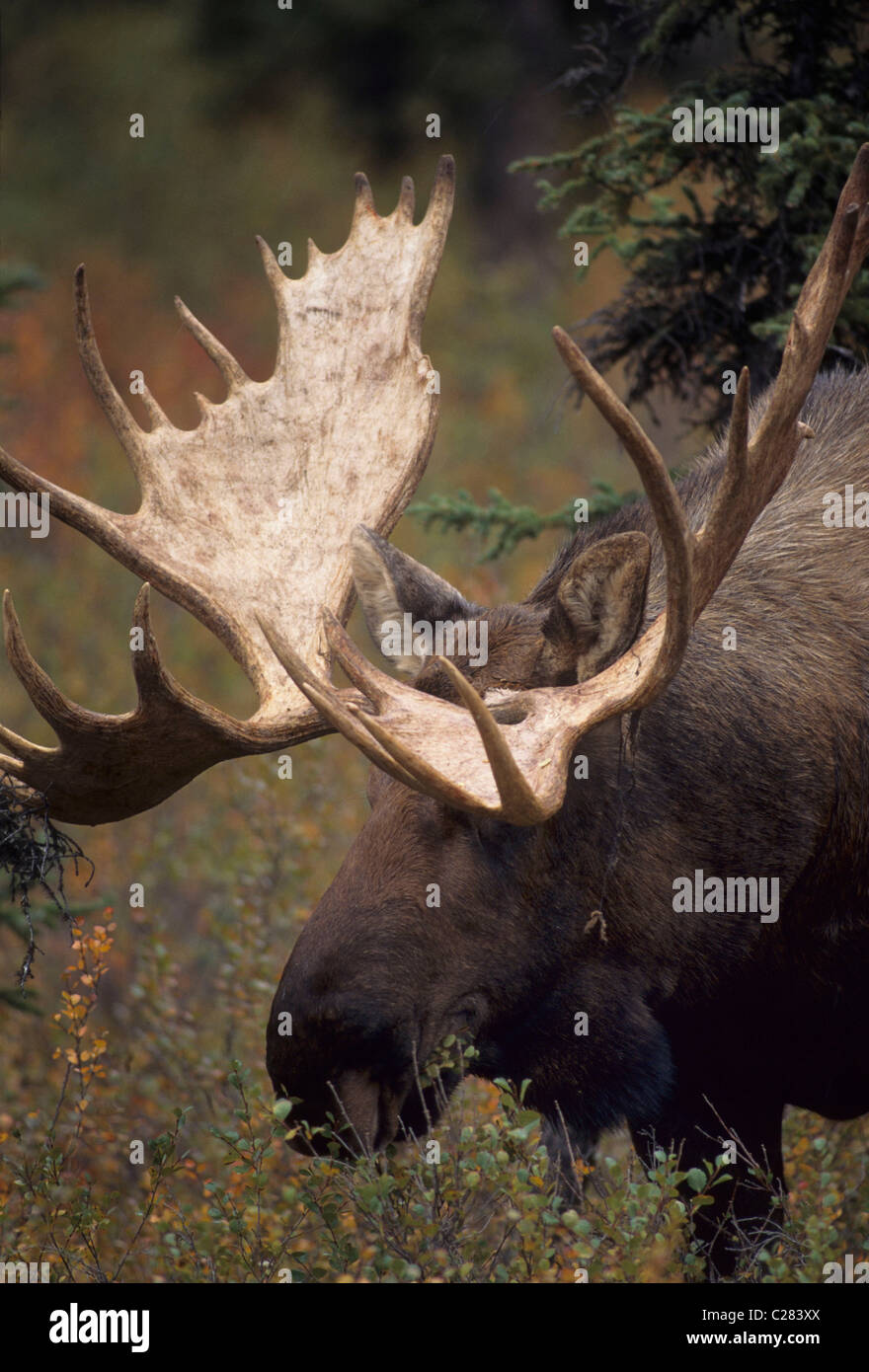 Bull Moose, Denali National Park, Alaska, fall rut, rutting, sparring ...