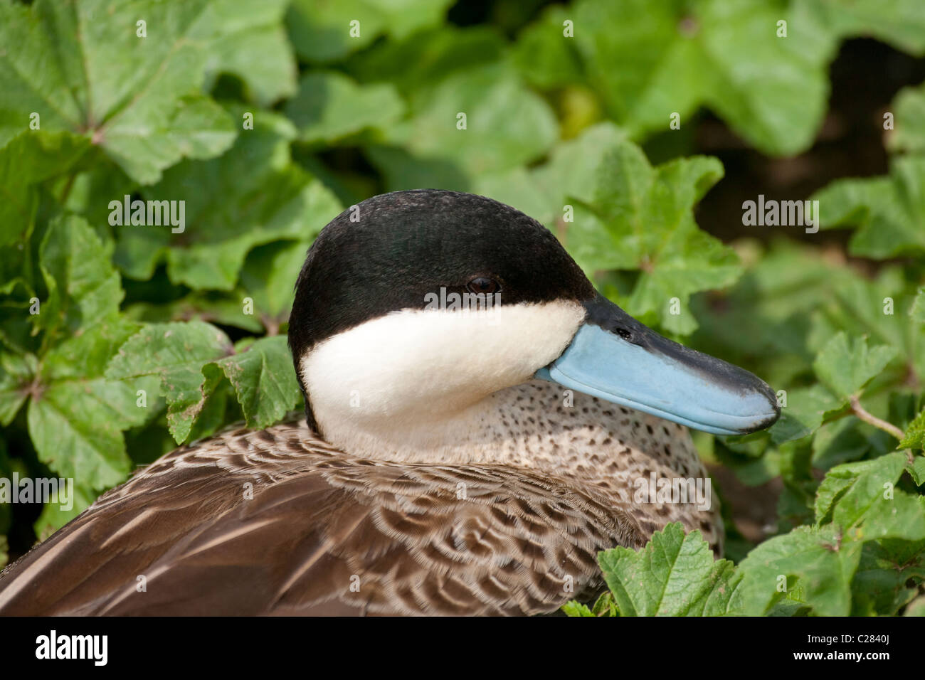 Puna Teal (Anas versicolor puna). Native to Puna (highland plateau) of ...