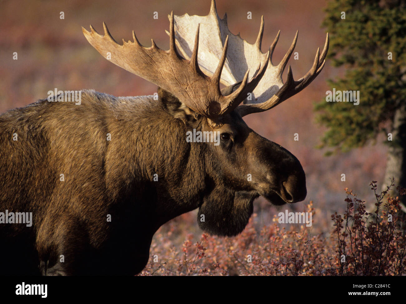 Bull moose alaska wildlife conservation hi-res stock photography and ...