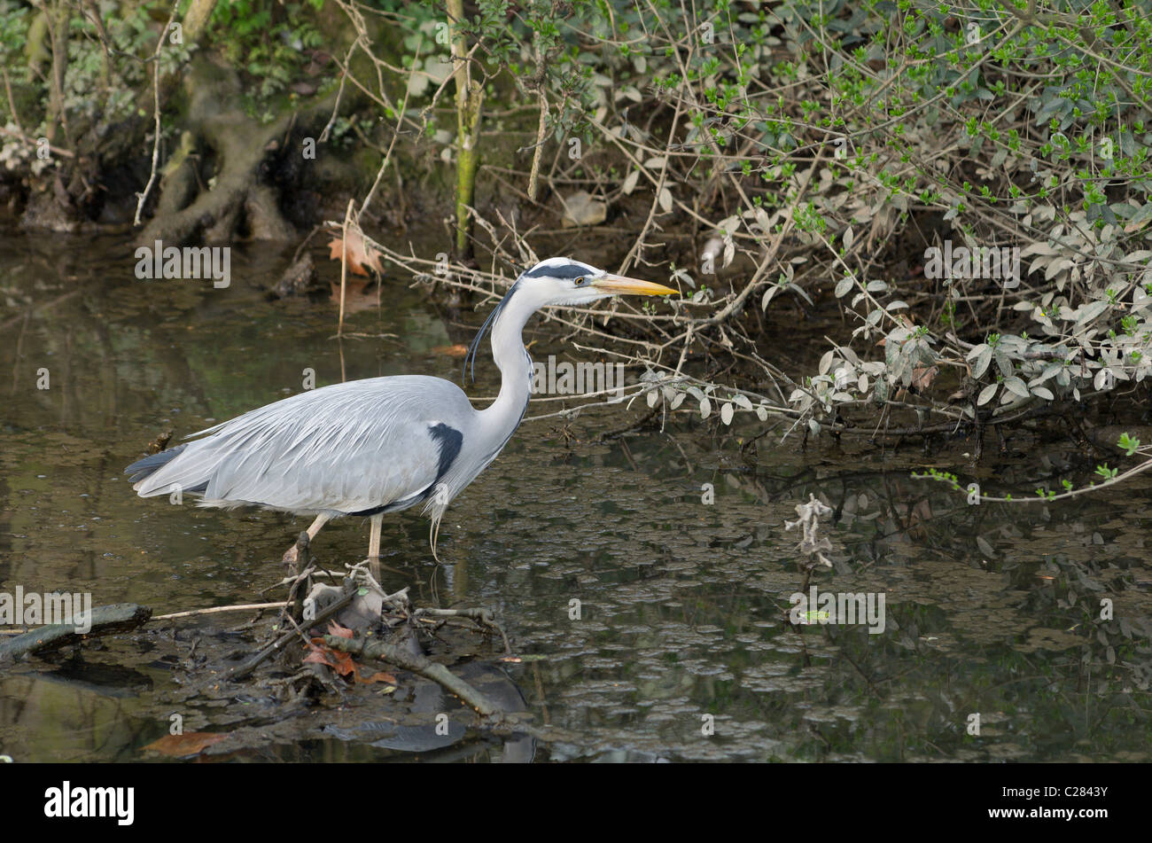 Hunt hunting for fish hi-res stock photography and images - Alamy