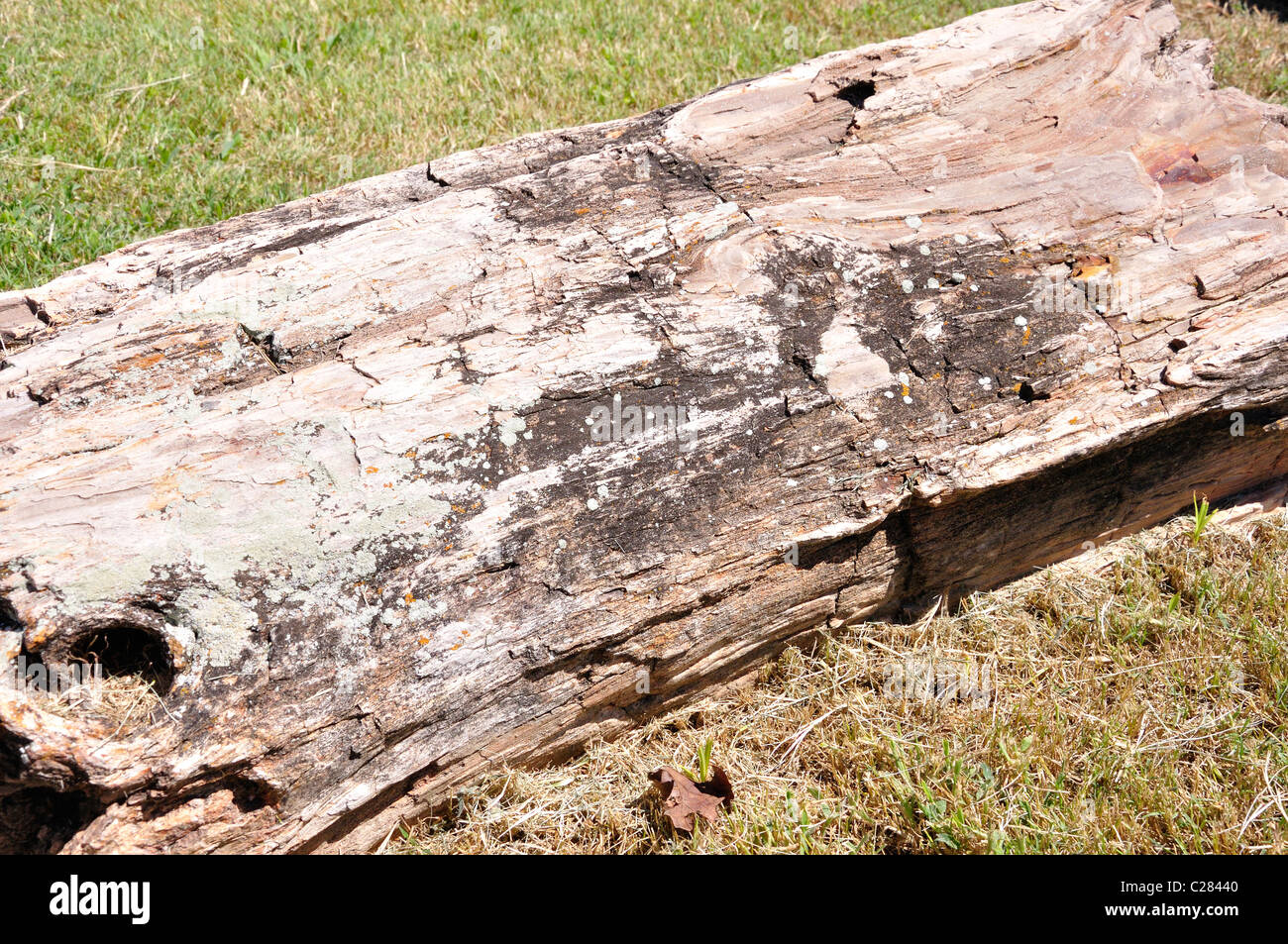 Petrified rose hi-res stock photography and images - Alamy
