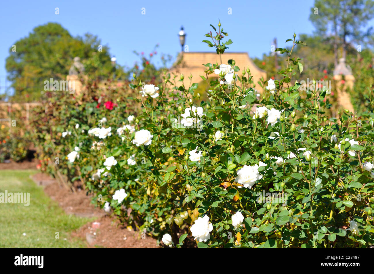 Rose Garden, Tyler, Texas - the largest rose garden in the US Stock ...