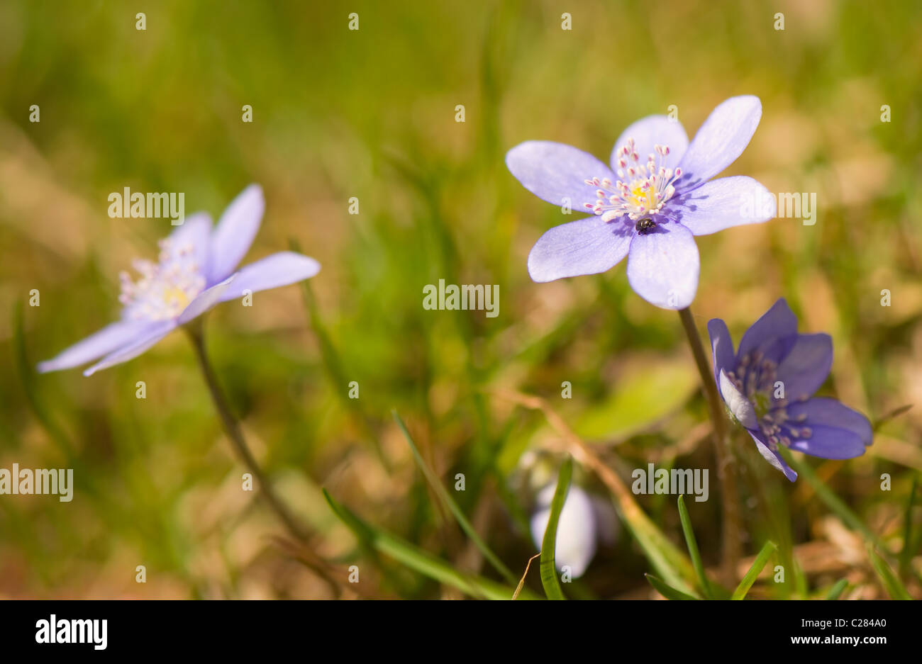 Anemone hepatica species hi-res stock photography and images - Alamy