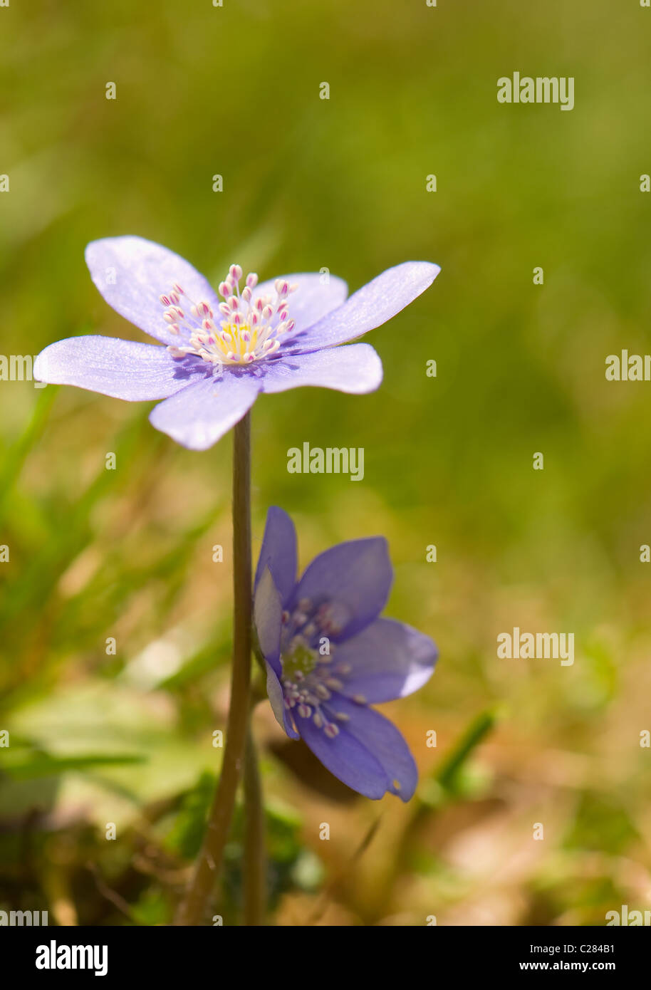 Anemone hepatica species hi-res stock photography and images - Alamy